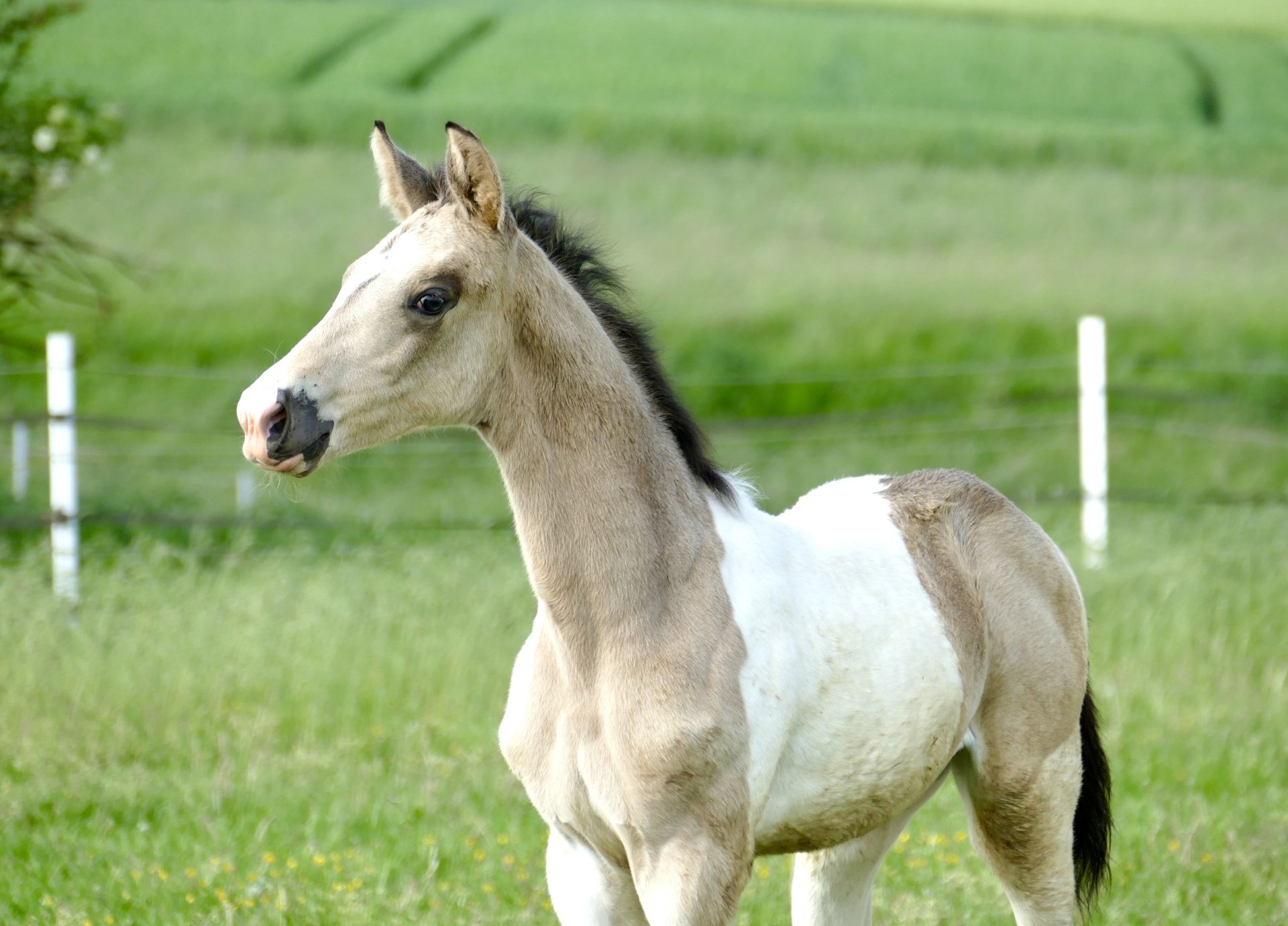Weitere Warmblüter Hengst 1 Jahr 170 cm Schecke in Borgentreich