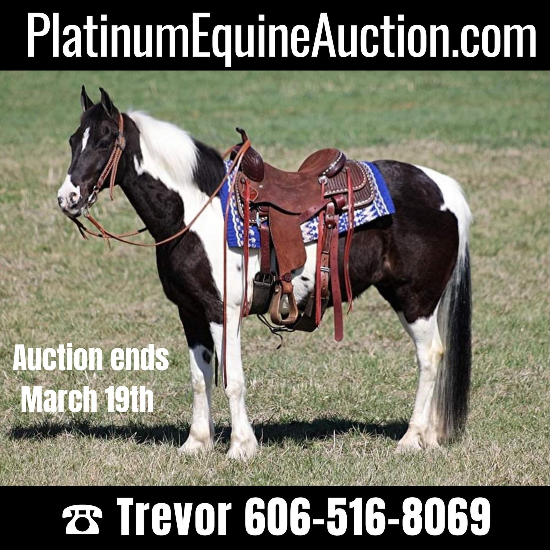 Tennessee Walking Horse Wallach 10 Jahre Tobiano-alle-Farben in whitley City KY