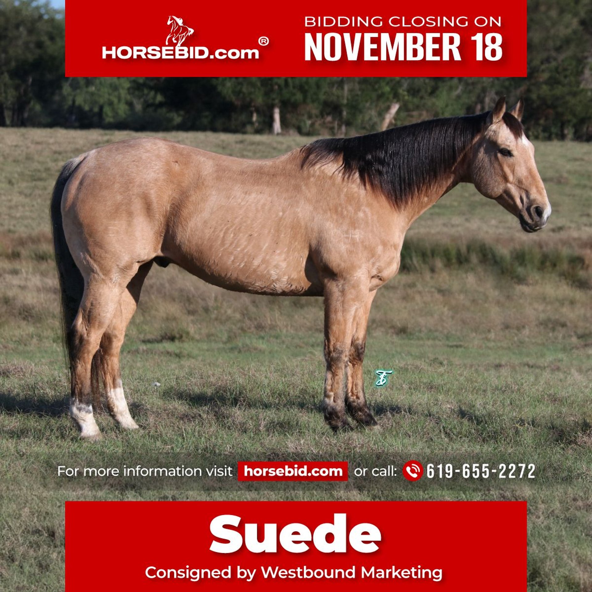 American Quarter Horse Gelding 12 years 15,1 hh Buckskin in Carthage, TX