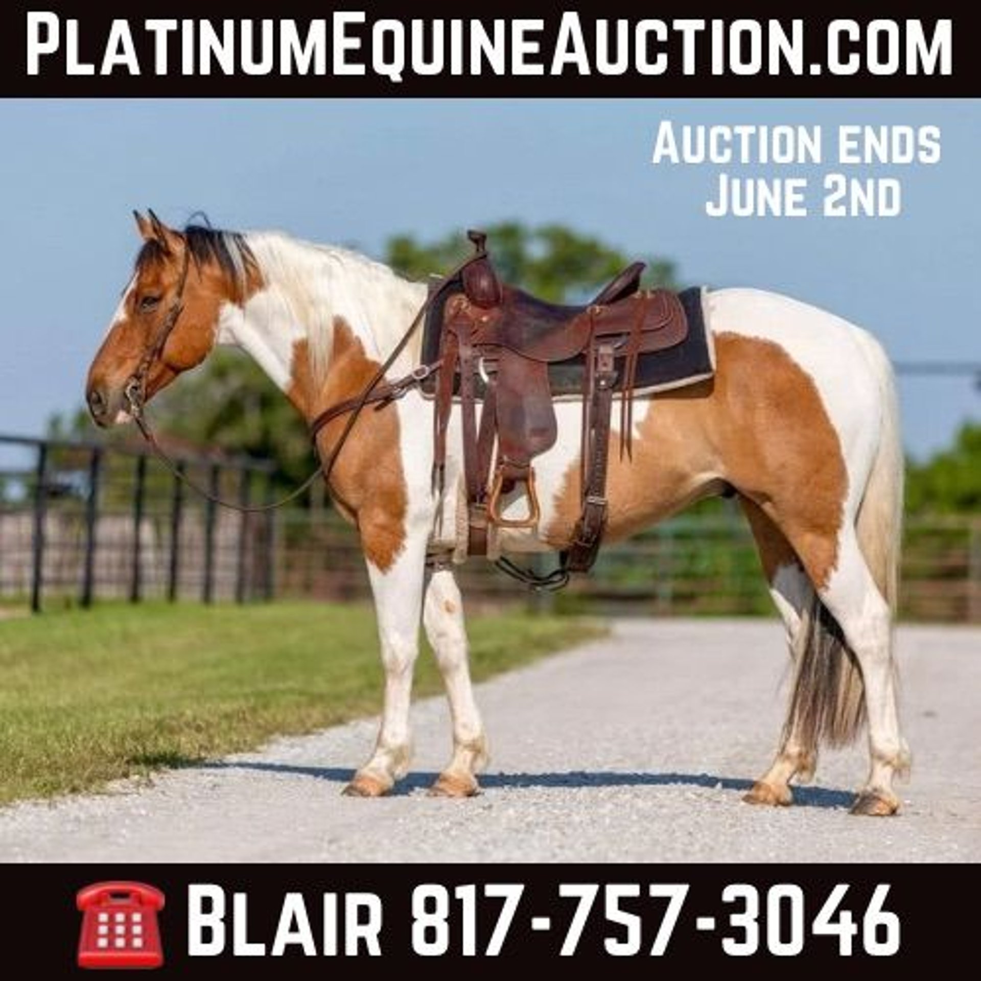 American Quarter Horse Gelding 12 years 15 hh Tobiano-all-colors in ...