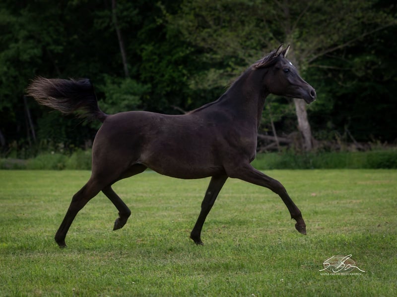 Ägyptischer Araber Stute 2 Jahre 150 cm Rappe in Biesdorf