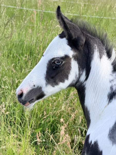 American Paint Horse Mix Stallion Foal (01/2026) 15.1 hh Overo-all ...