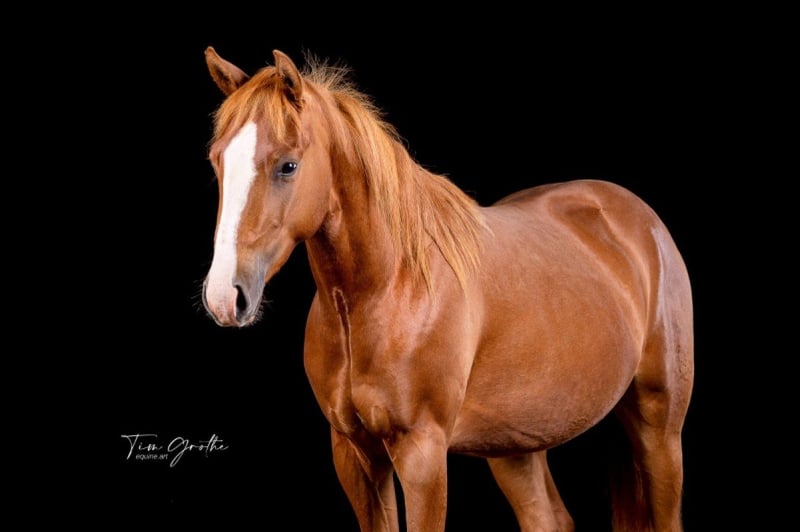 American Quarter Horse Hengst 3 Jahre 148 cm Fuchs in Althornbach