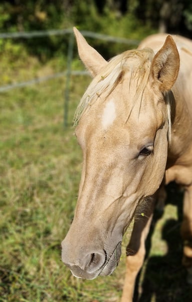 American Quarter Horse Stute 2 Jahre 155 cm Palomino in Pommelsbrunn