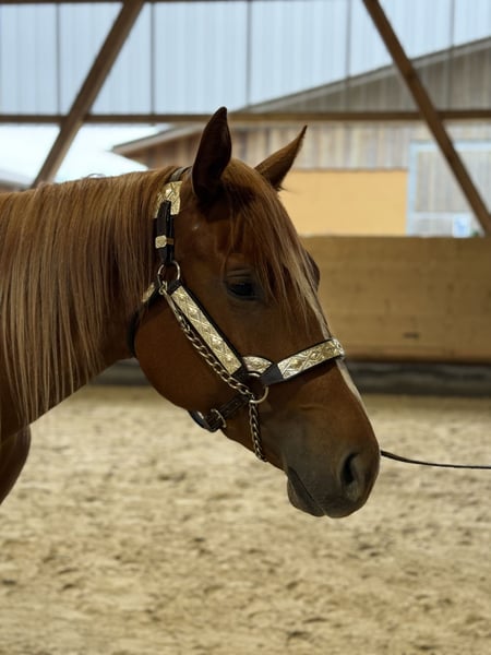 American Quarter Horse Stute 2 Jahre 156 cm Fuchs in WinterbachWinterbach