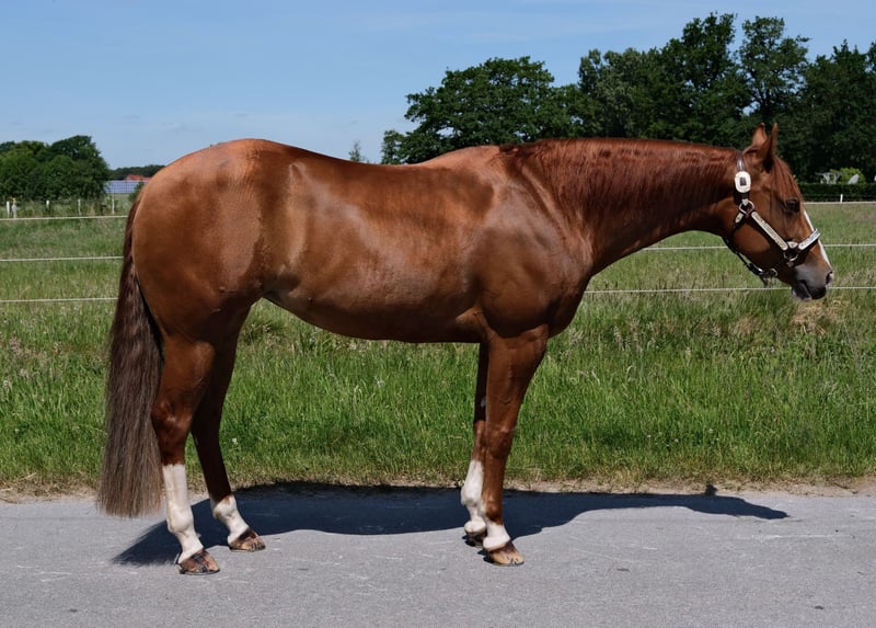 American Quarter Horse Stute 7 Jahre 148 cm Fuchs in Lüdinghausen