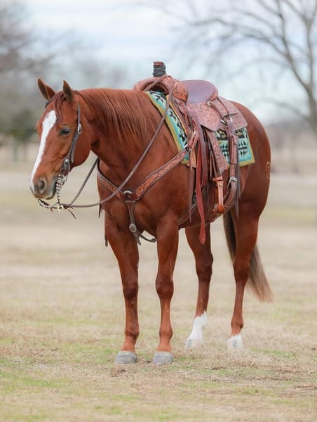 American Quarter Horse Stute 9 Jahre in Whitesboro, TX