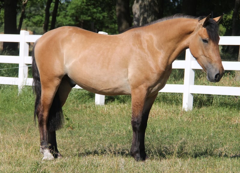 American Quarter Horse Mix Wallach 3 Jahre 152 cm Falbe in Oberhausen