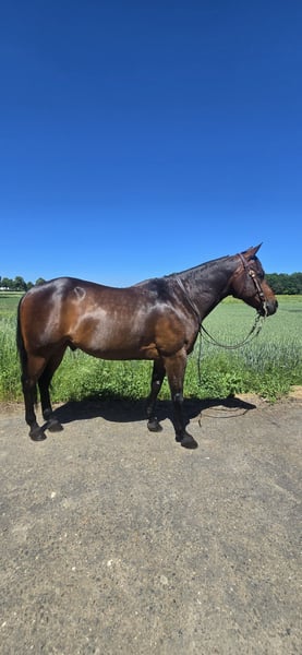 American Quarter Horse Wallach 7 Jahre 150 cm Brauner in Köln