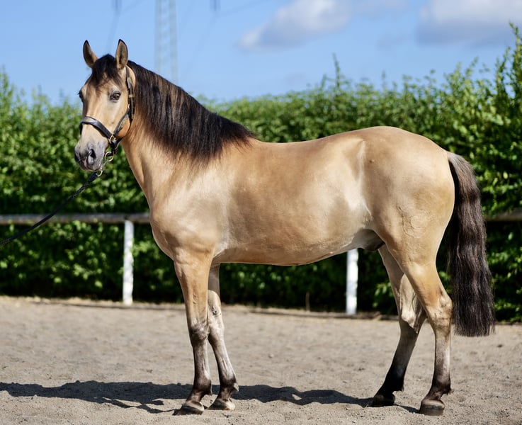 Andalusier Wallach 10 Jahre 143 cm Falbe in Neustadt (Wied)