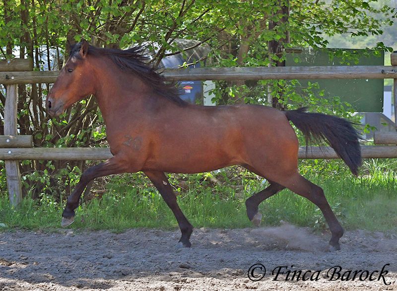 Andalusier Wallach 3 Jahre 152 cm Brauner in Bad Ems