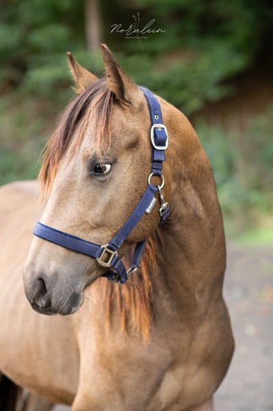 Appaloosa Hengst 3 Jahre 155 cm in Bad Münstereifel