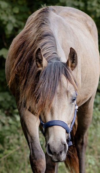 Appaloosa Hengst 3 Jahre 155 cm in Bad Münstereifel