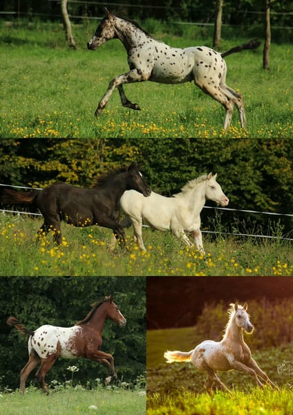 Appaloosa Mare Foal (05/2026) 15.1 hh Leopard-Piebald in Globoko