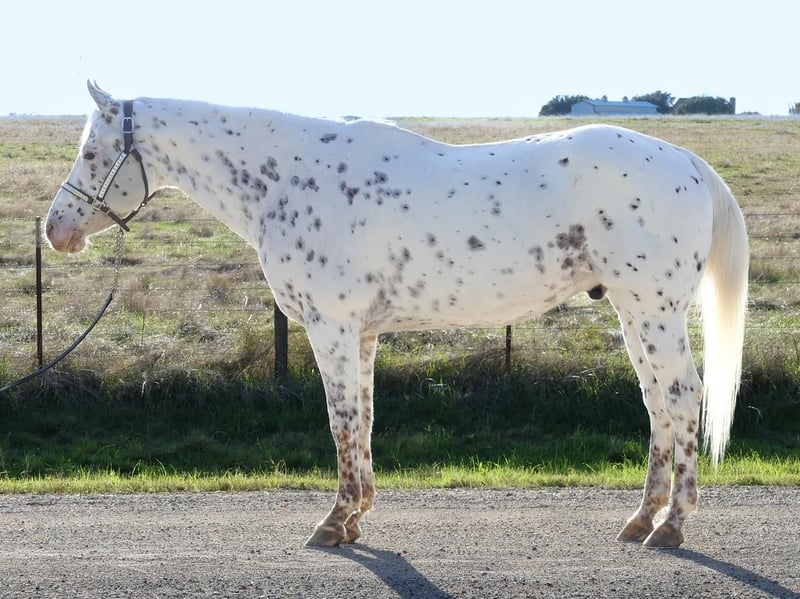 Appaloosa Wallach 15 Jahre 160 cm in Hillsboro
