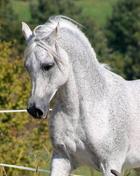 Polish Arabian Stallion