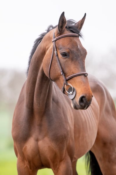 Belgisches Warmblut Stute 4 Jahre 164 cm Brauner in Gangelt