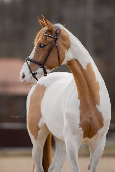 Belgisches Warmblut Stute 6 Jahre 163 cm Schecke in Herrsching am Ammersee