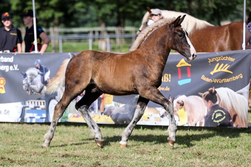 Black Forest Horse Stallion Foal (03/2026) 14.2 hh Chestnut in Bad Wurzach
