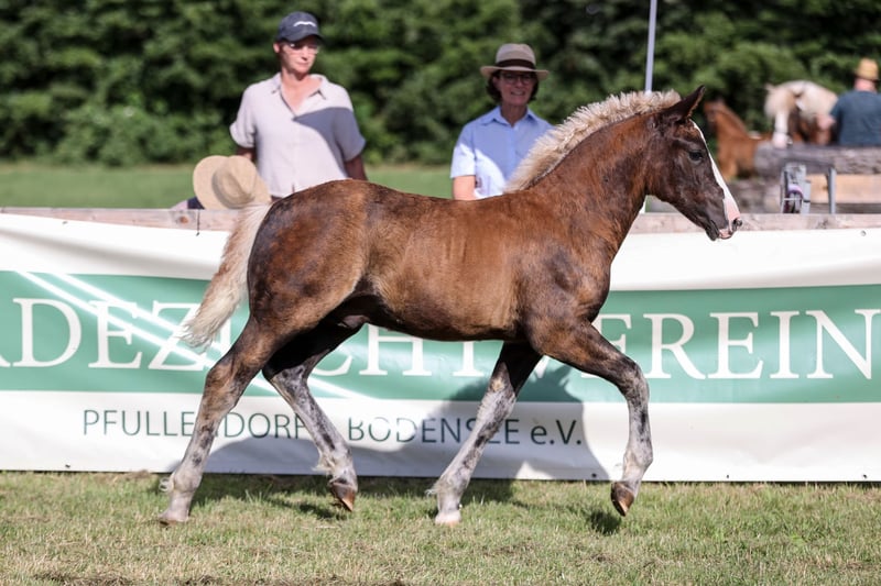 Black Forest Horse Stallion Foal (03/2026) 14.2 hh Chestnut in Bad Wurzach