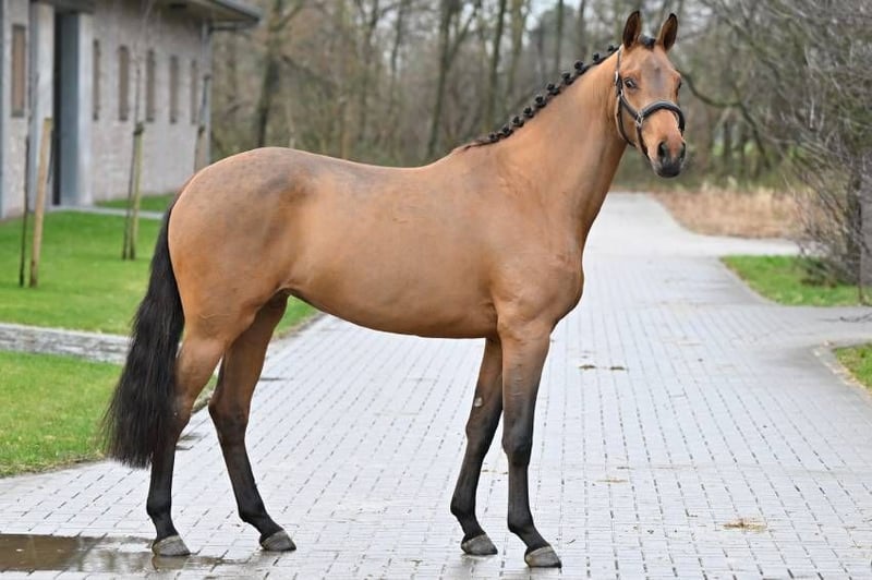 BWP (cheval de sang belge) Jument 2 Ans 162 cm Bai cerise in Zelle
