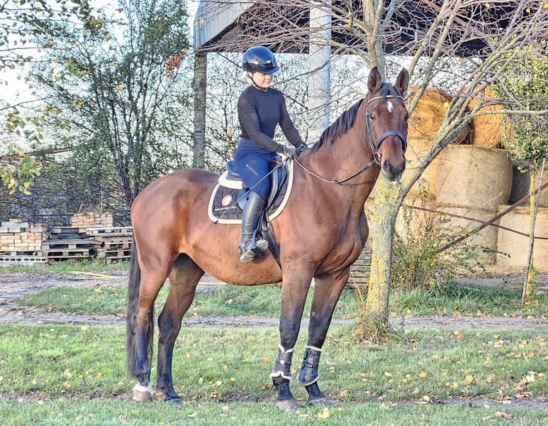 Cheval de sport hongrois Hongre 14 Ans 170 cm Bai in Schattendorf