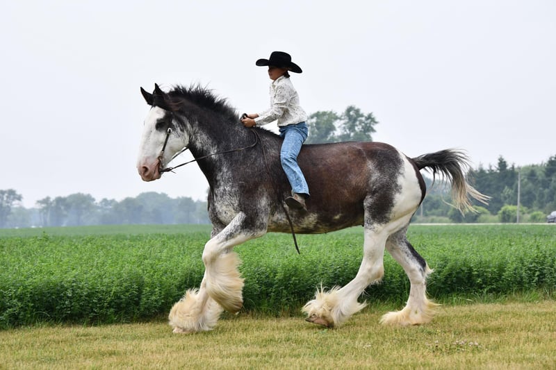 Clydesdale Gelding 18 years 18 hh Black in Woodstock, IL