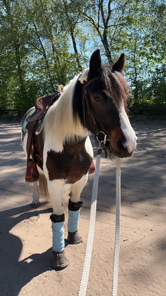 Cob Mix Unbekannt 8 Jahre 144 cm Schecke in Mettmann