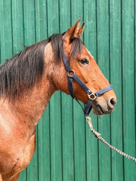 Criollo Wallach 7 Jahre 145 cm Roan-Bay in Walkendorf
