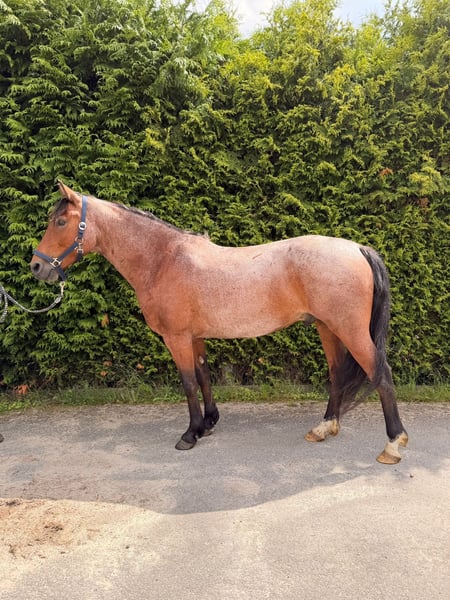 Criollo Wallach 7 Jahre 145 cm Roan-Bay in Walkendorf