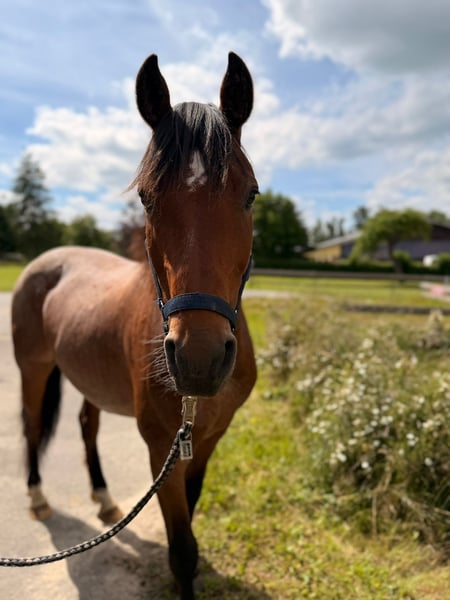 Criollo Wallach 7 Jahre 145 cm Roan-Bay in Walkendorf