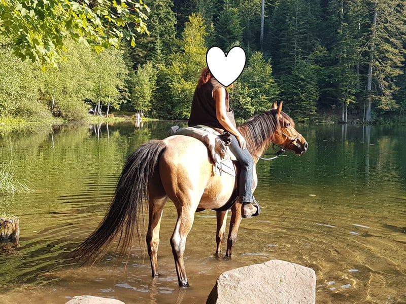 Cruzado Wallach 15 Jahre 153 cm Roan-Bay in Haiterbach