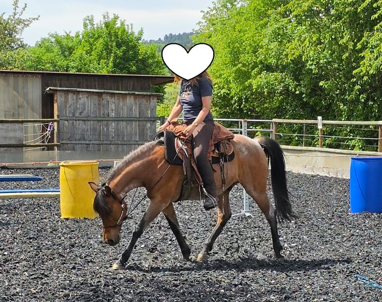 Cruzado Wallach 15 Jahre 153 cm Roan-Bay in Haiterbach