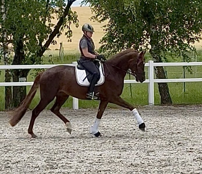 Deutsches Reitpferd Stute 5 Jahre 166 cm Dunkelfuchs in Ubstadt-Weiher