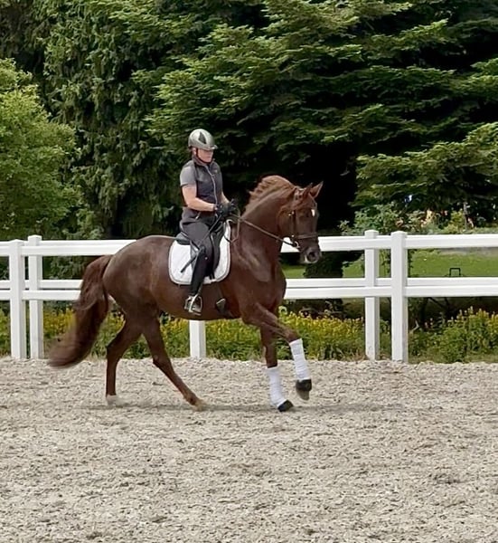 Deutsches Reitpferd Stute 5 Jahre 166 cm Dunkelfuchs in Ubstadt-Weiher