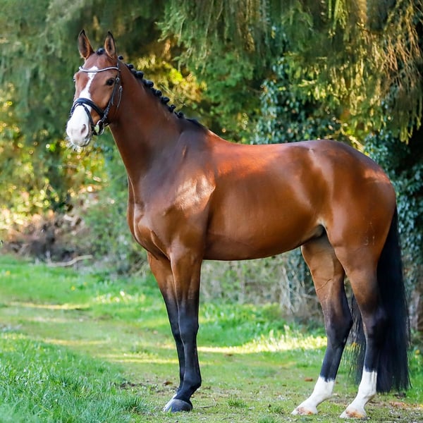 Deutsches Reitpferd Stute 6 Jahre 165 cm Brauner in Laufen