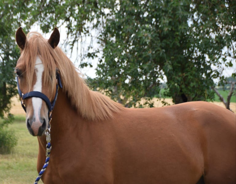 Deutsches Reitpony Hengst 2 Jahre 147 cm Fuchs in Ramin