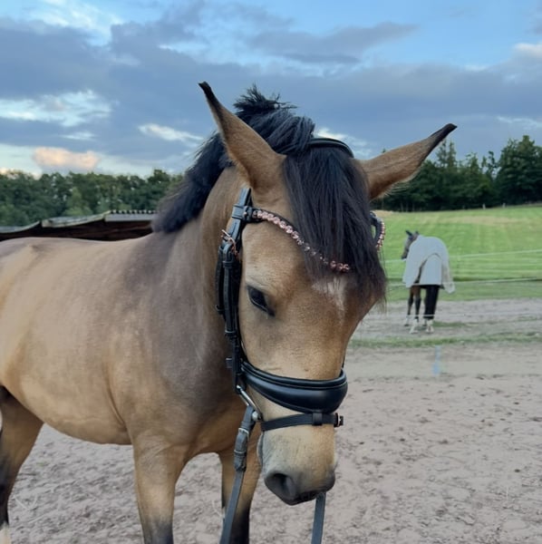 Deutsches Reitpony Stute 2 Jahre 146 cm Buckskin in Ebergötzen
