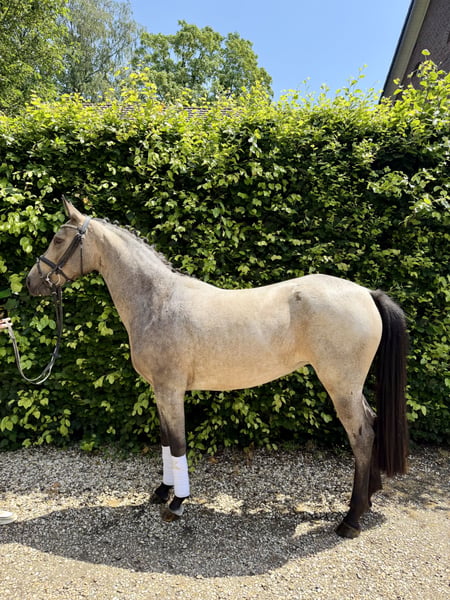 Deutsches Reitpony Stute 4 Jahre 147 cm Buckskin in Hückelhoven