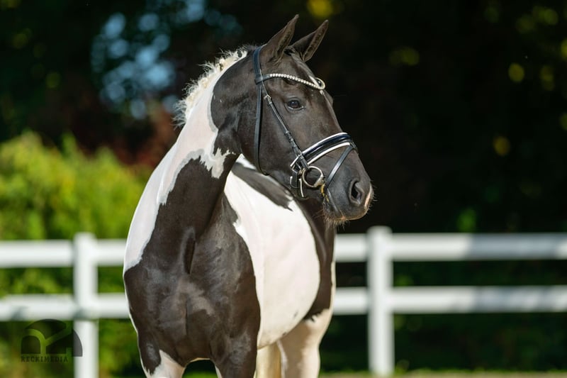 Deutsches Reitpony Stute 4 Jahre 148 cm Schecke in Bedburg