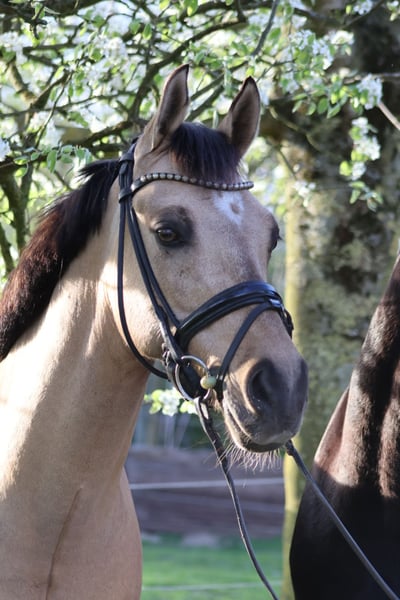 Deutsches Reitpony Wallach 11 Jahre 148 cm Falbe in Haltern am See
