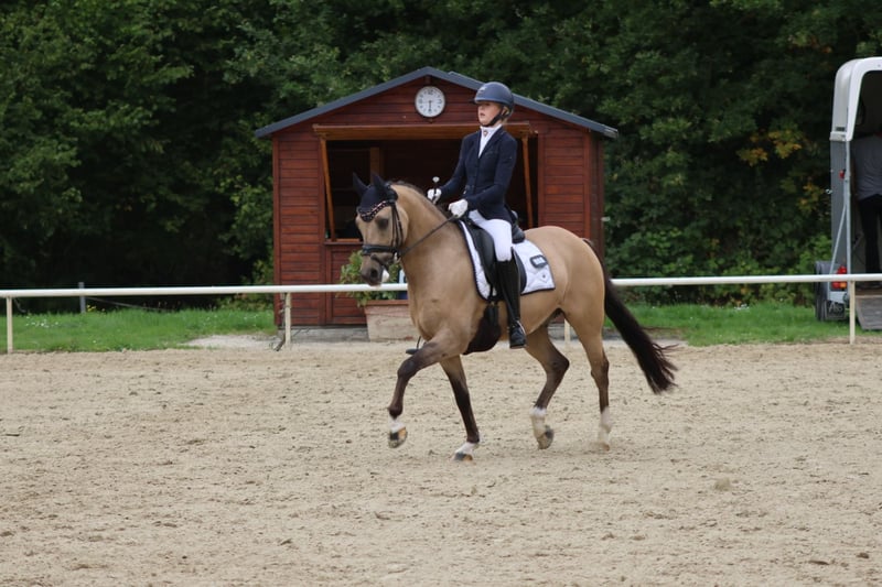 Deutsches Reitpony Wallach 11 Jahre 148 cm Falbe in Haltern am See
