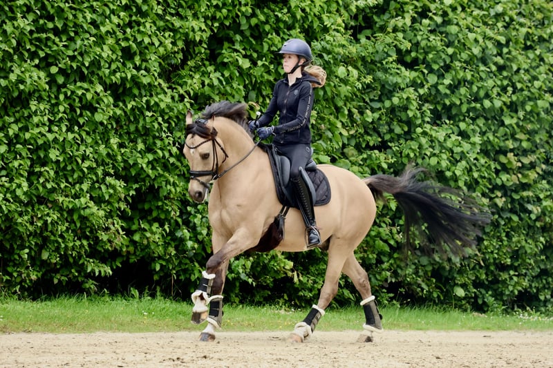 Deutsches Reitpony Wallach 11 Jahre 148 cm Falbe in Haltern am See