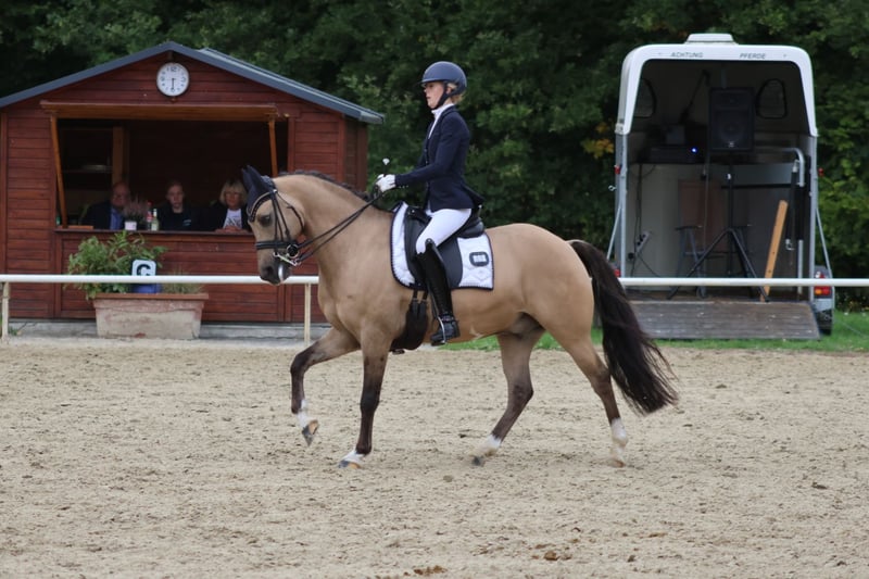 Deutsches Reitpony Wallach 11 Jahre 148 cm Falbe in Haltern am See