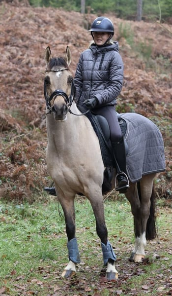 Deutsches Reitpony Wallach 11 Jahre 148 cm Falbe in Haltern am See