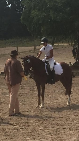 Deutsches Reitpony Wallach 12 Jahre 146 cm Fuchs in Uetersen