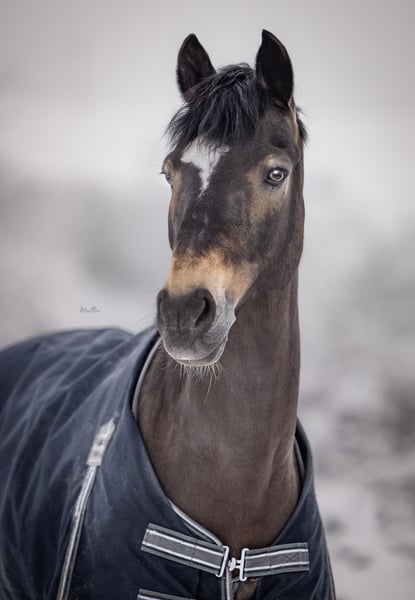 Deutsches Reitpony Wallach 21 Jahre 145 cm Falbe in Eberdingen