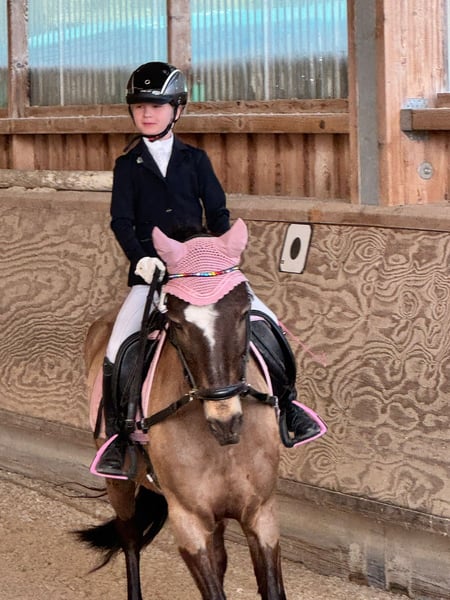 Deutsches Reitpony Wallach 21 Jahre 145 cm Falbe in Eberdingen