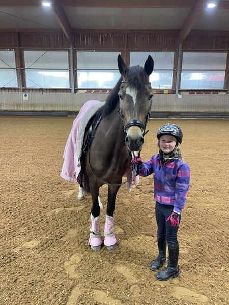 Deutsches Reitpony Wallach 21 Jahre 145 cm Falbe in Eberdingen