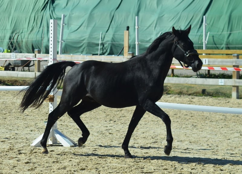 Deutsches Reitpony Wallach 3 Jahre 142 cm Rappe in Bad König